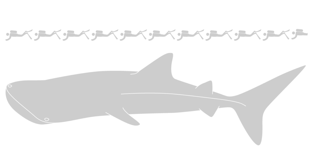 Whale Shark - Save Our Seas Foundation