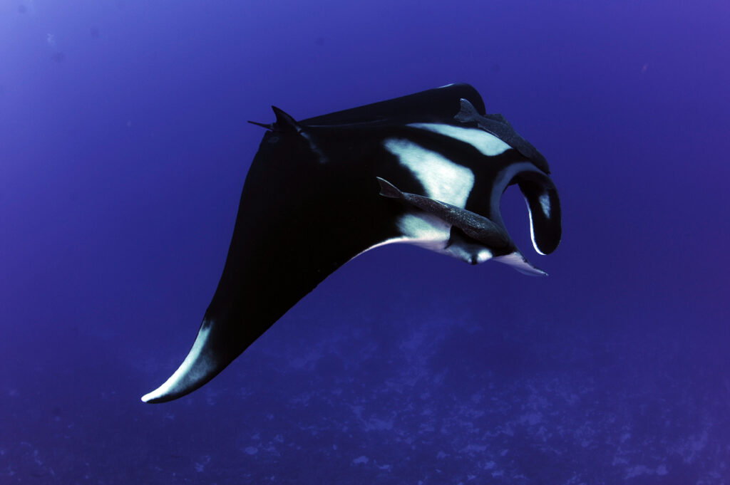 World of Sharks — Giant manta ray