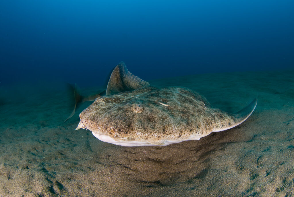 Angel Shark - Save Our Seas Foundation