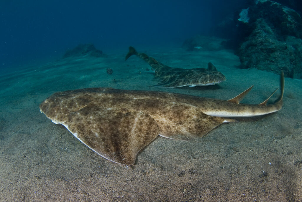 Angel Shark - Save Our Seas Foundation