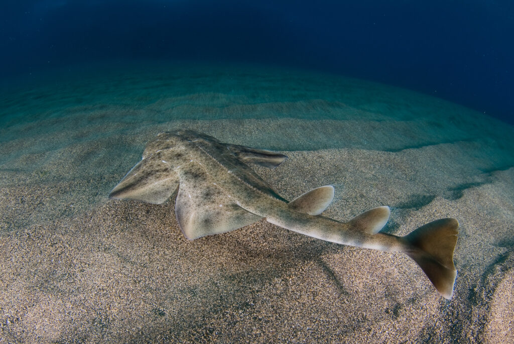 Angel Shark - Save Our Seas Foundation
