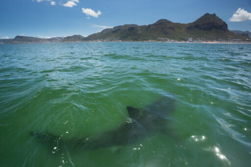 How to avoid shark attacks - Save Our Seas Foundation How to avoid shark attacks - Save Our Seas Foundation