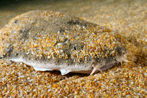 Angel Shark - Save Our Seas Foundation