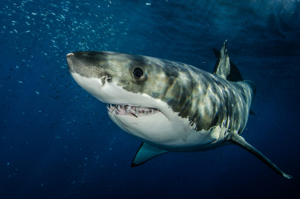 White Shark - Save Our Seas Foundation