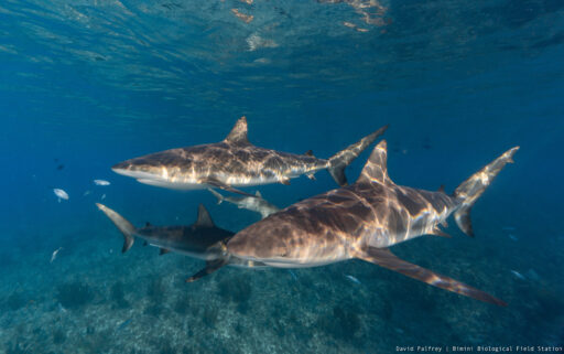 Caribbean reef shark - Save Our Seas Foundation