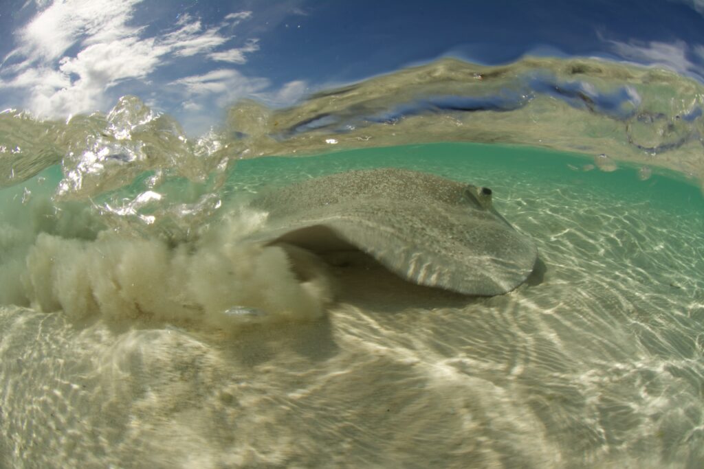 World of Sharks — Porcupine ray