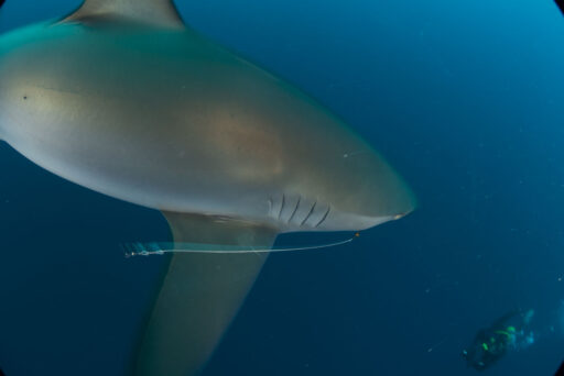How does overfishing affect sharks and rays? - Save Our Seas Foundation