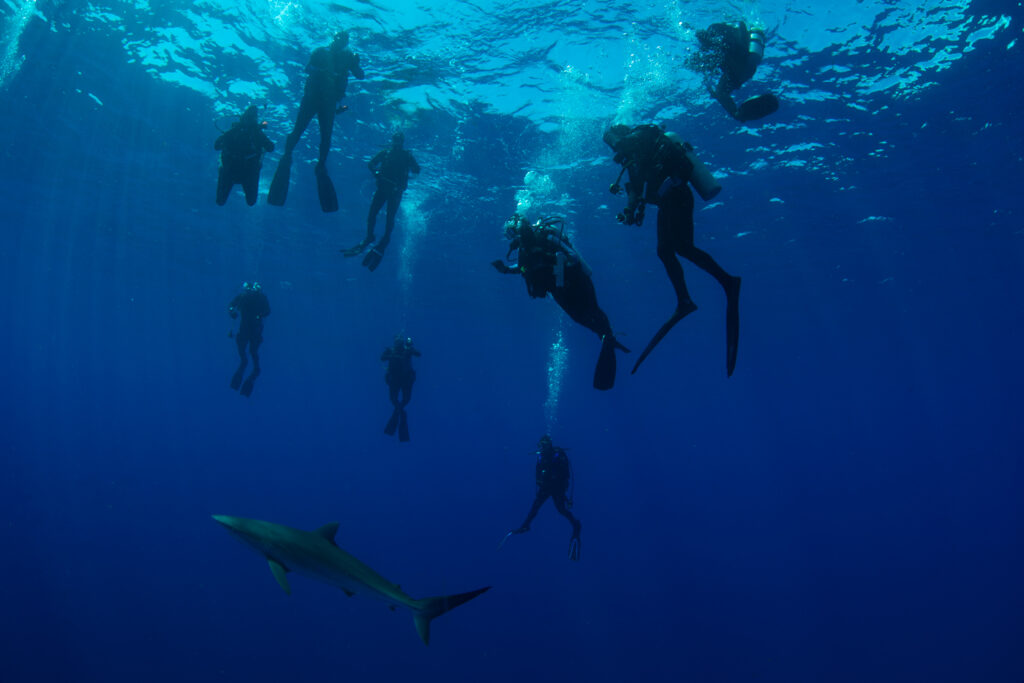 Why do we need sharks? - Save Our Seas Foundation