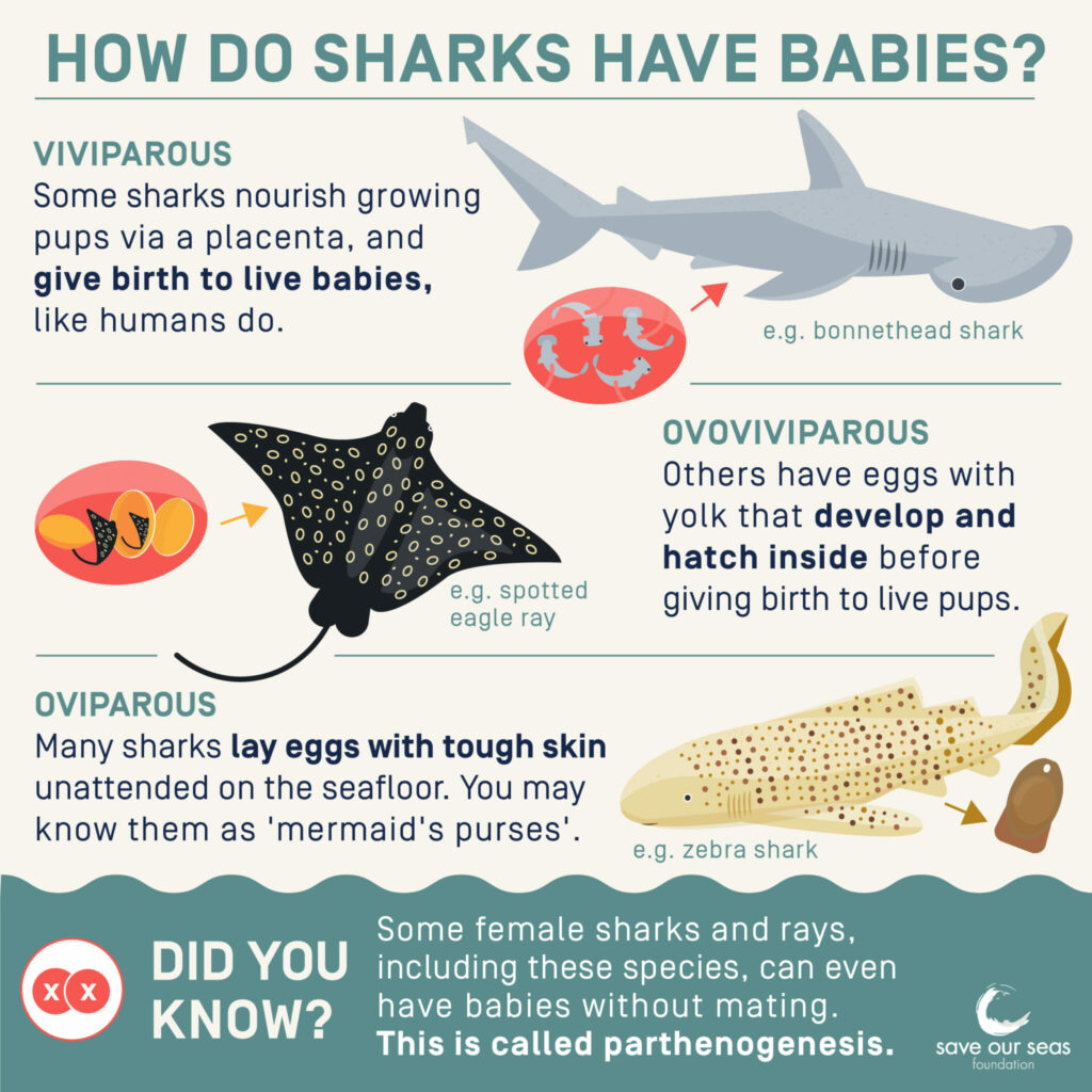 How do sharks mate? - Save Our Seas Foundation
