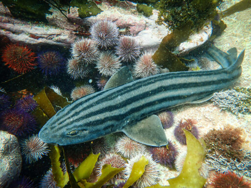 Pyjama shark - Save Our Seas Foundation