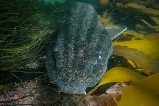 Pyjama shark - Save Our Seas Foundation