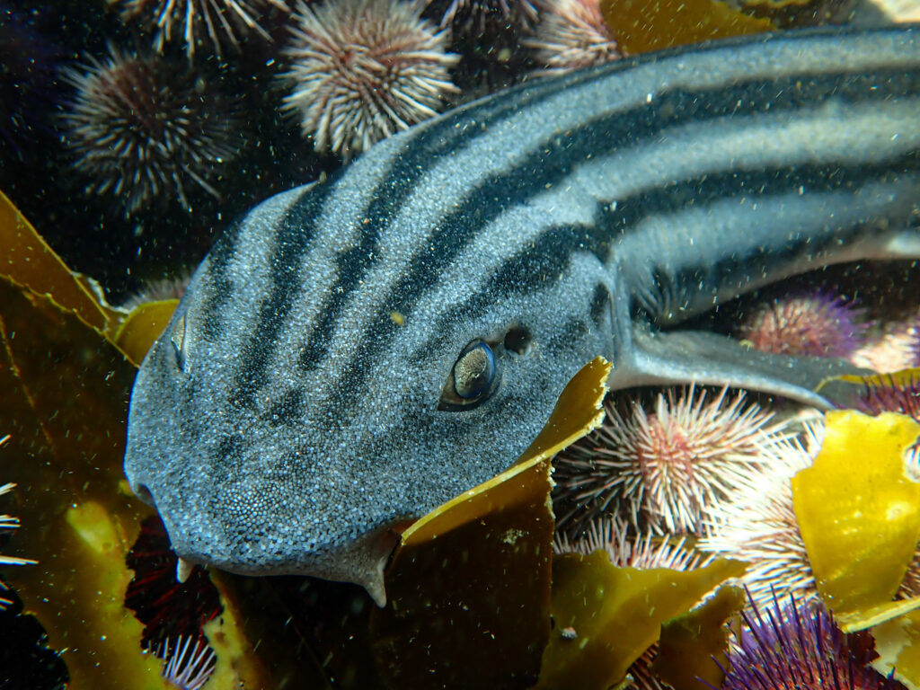 Pyjama shark - Save Our Seas Foundation