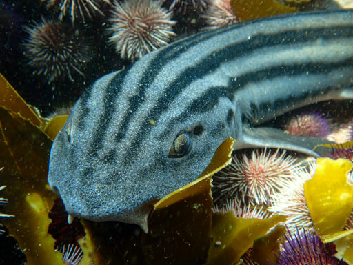 Pyjama shark - Save Our Seas Foundation