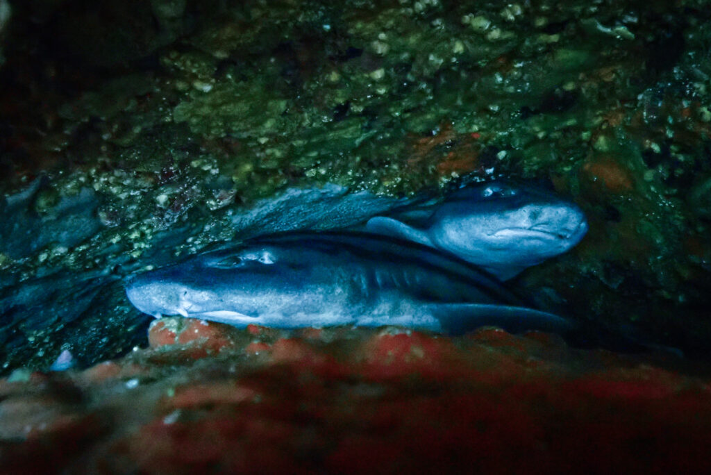 Pyjama shark - Save Our Seas Foundation