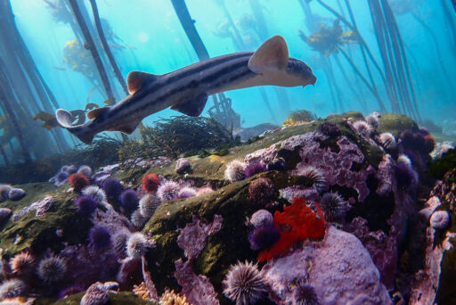 Pyjama shark - Save Our Seas Foundation