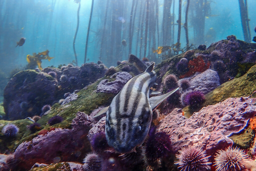 Pyjama shark - Save Our Seas Foundation