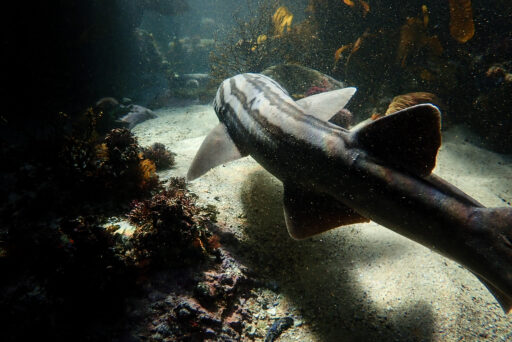 Pyjama shark - Save Our Seas Foundation