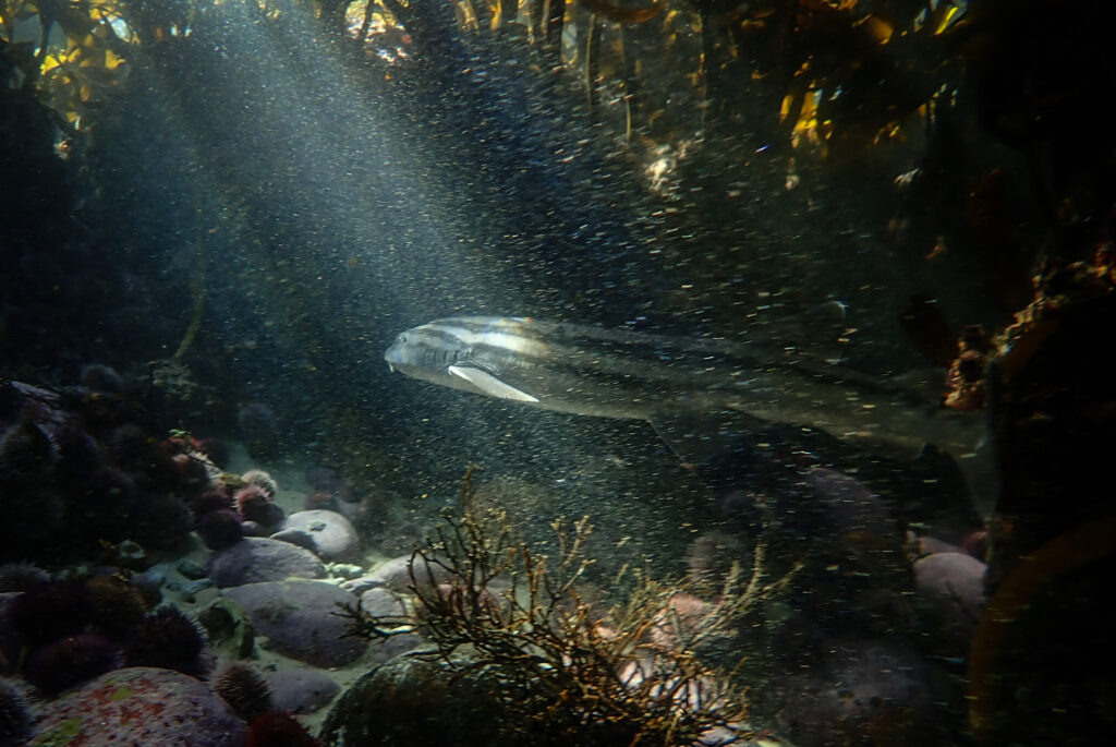 Pyjama shark - Save Our Seas Foundation