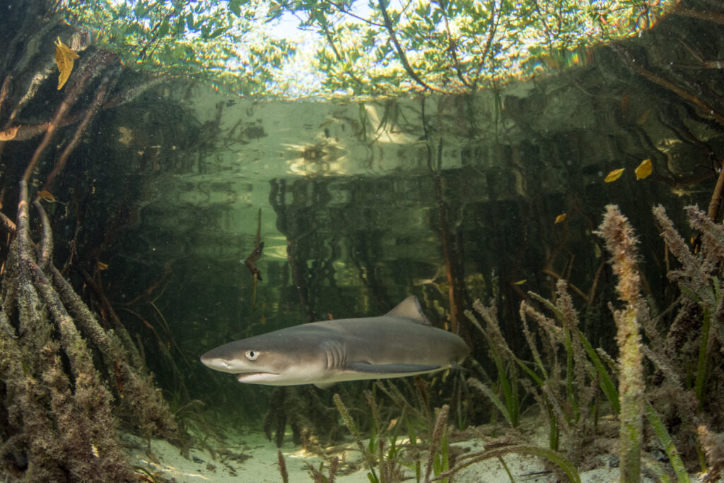 How do sharks mate? - Save Our Seas Foundation