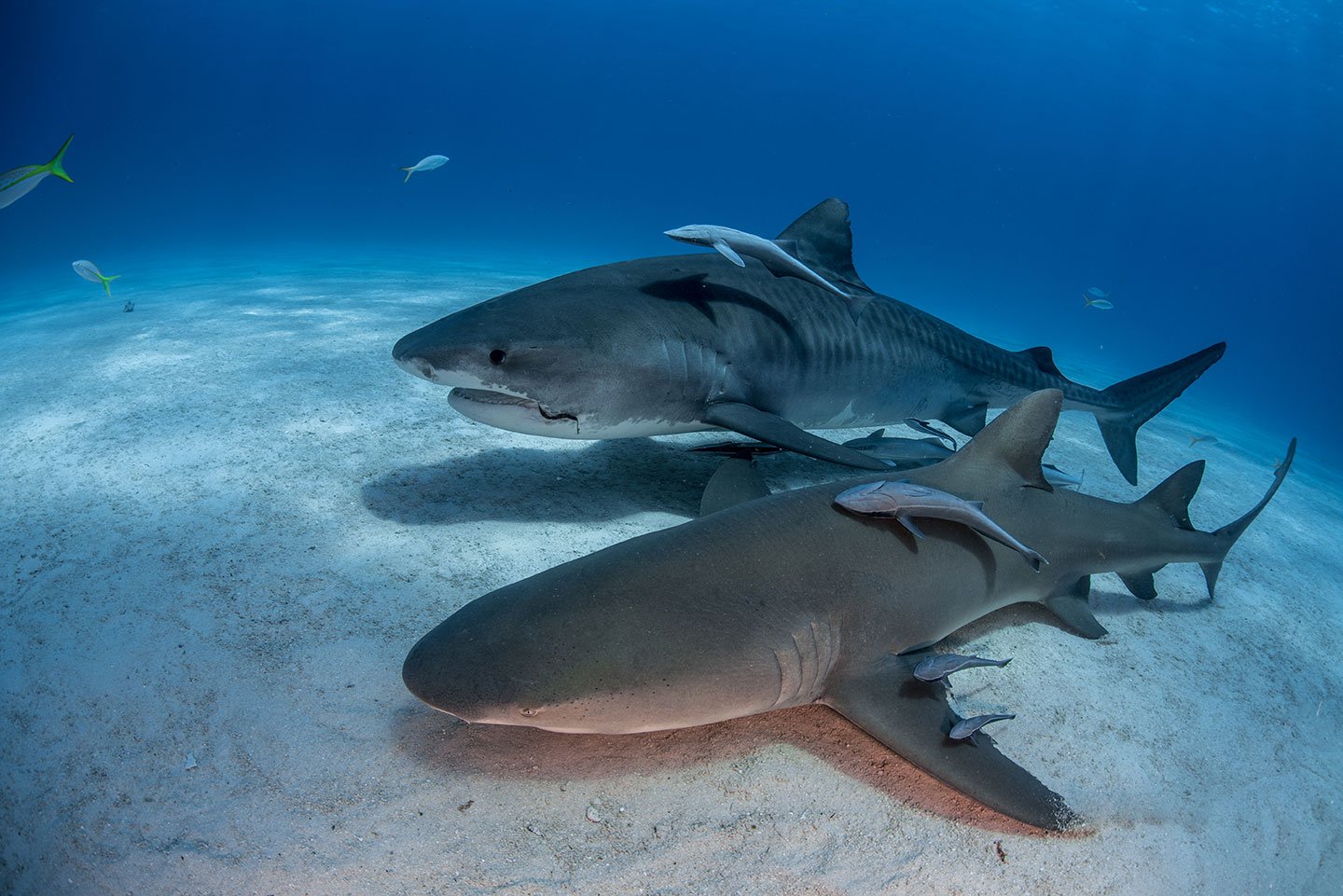 Lemon shark - Save Our Seas Foundation Lemon shark - Save Our Seas Foundation