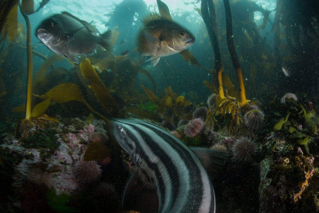 Pyjama shark - Save Our Seas Foundation