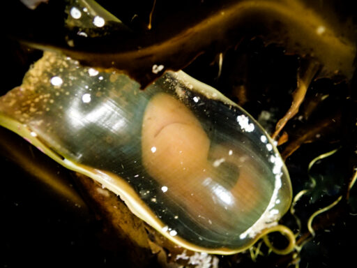 How does slow reproduction affect sharks and rays? - Save Our Seas ...