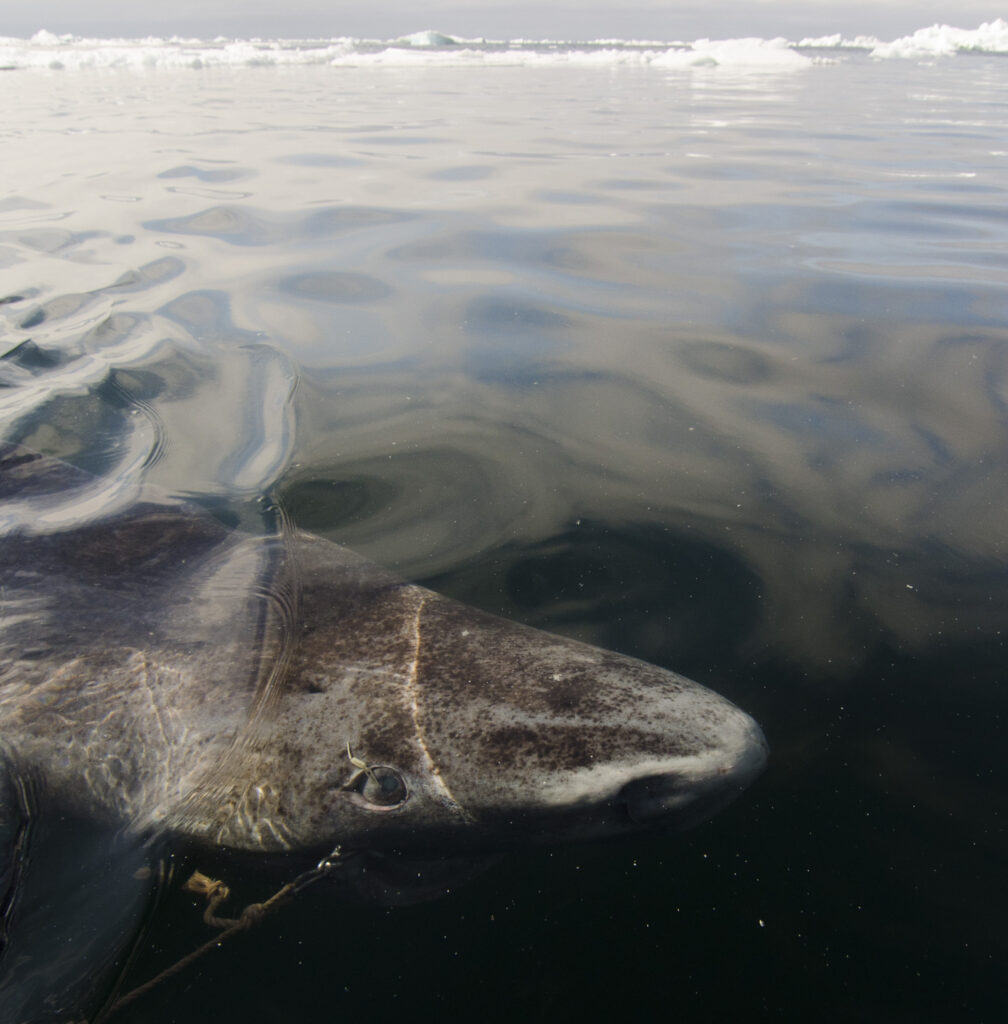 Greenland shark - Save Our Seas Foundation