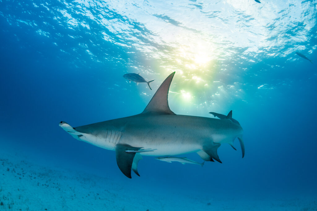 Great Hammerhead Shark Save Our Seas Foundation great-hammerhead-shark-save-our-seas-foundation