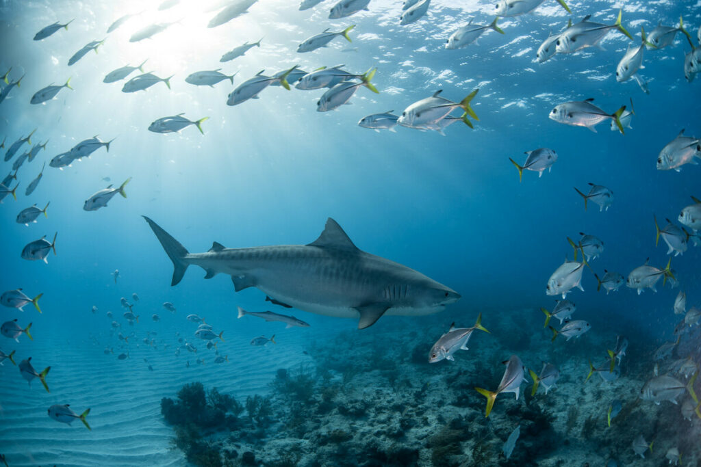 Tiger shark - Save Our Seas Foundation