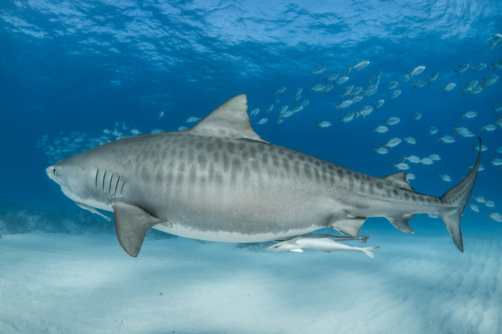 Tiger shark - Save Our Seas Foundation