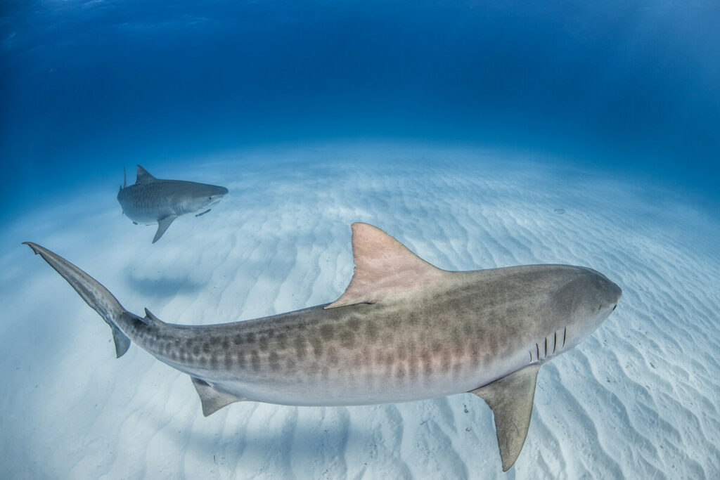 Tiger shark - Save Our Seas Foundation