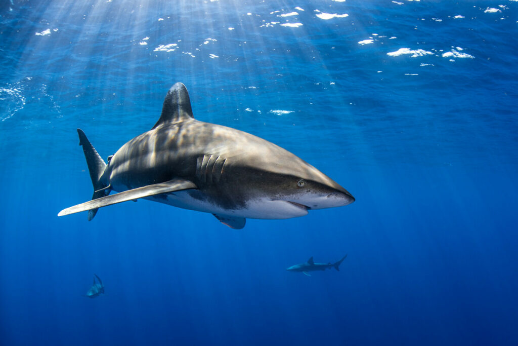 Oceanic whitetip shark - Save Our Seas Foundation