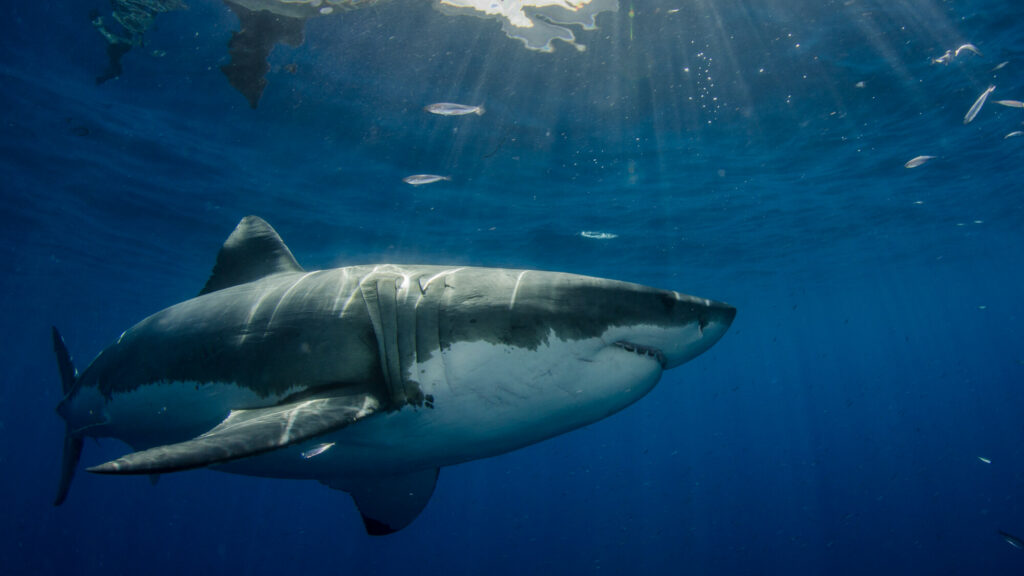 How does persecution affect sharks and rays? - Save Our Seas Foundation