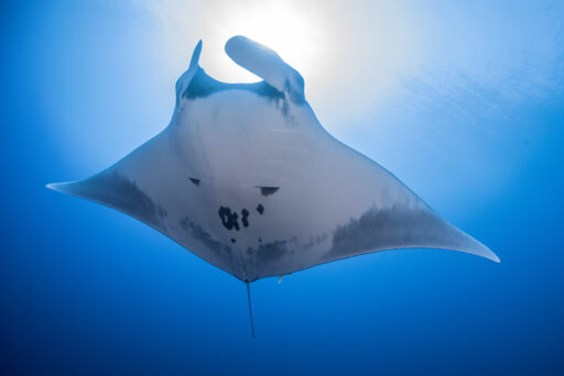 Giant manta ray - Save Our Seas Foundation