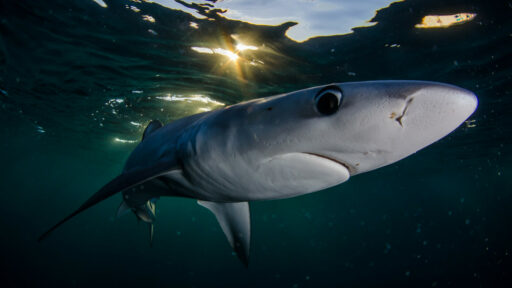 Blue shark - Save Our Seas Foundation
