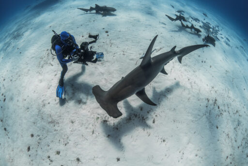 Great hammerhead shark - Save Our Seas Foundation