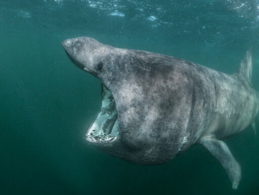 Basking Shark - Save Our Seas Foundation