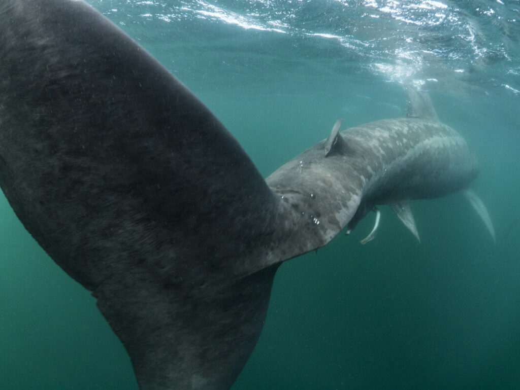 Basking Shark - Save Our Seas Foundation
