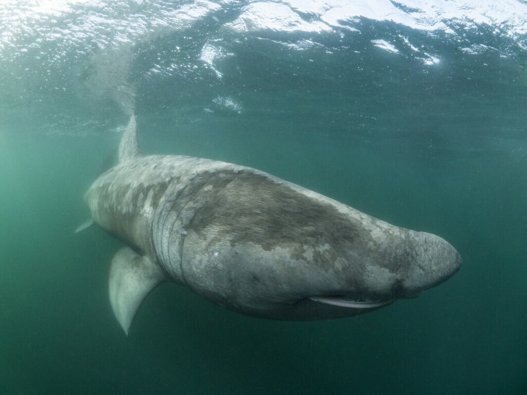Basking Shark - Save Our Seas Foundation