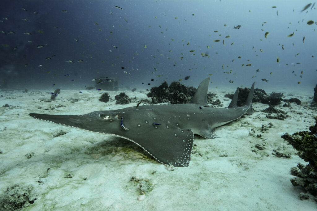 Bottlenose wedgefish - Save Our Seas Foundation