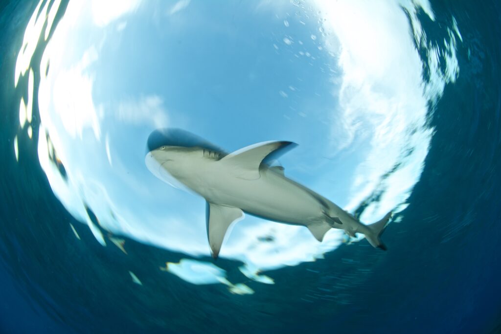 How can I help sharks? - Save Our Seas Foundation