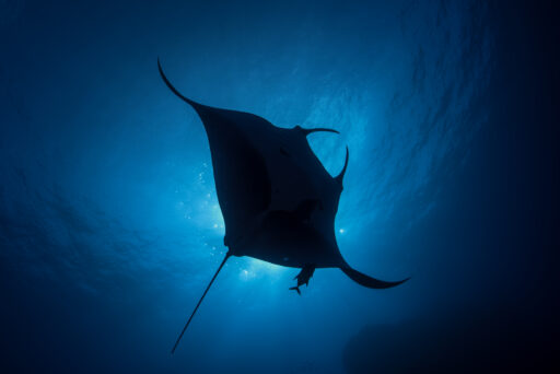 World of Sharks — Giant manta ray