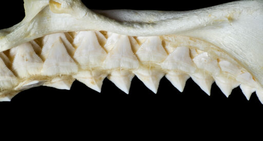 Shark Teeth - Save Our Seas Foundation