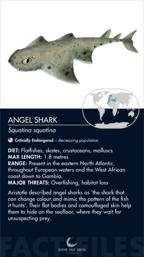Angel Shark - Save Our Seas Foundation
