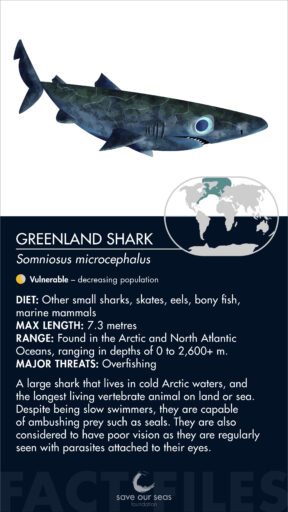 Greenland shark - Save Our Seas Foundation