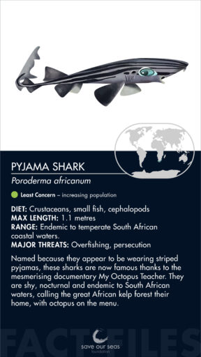 Pyjama shark - Save Our Seas Foundation