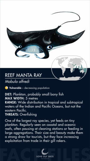 Reef manta ray - Save Our Seas Foundation