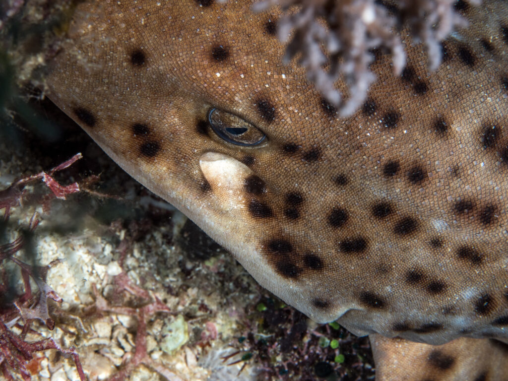 Epaulette shark - Save Our Seas Foundation