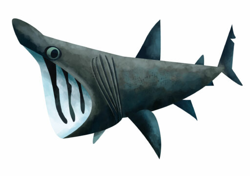 Basking Shark - Save Our Seas Foundation