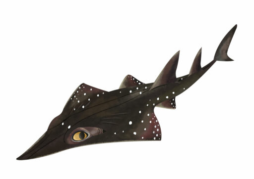 Bottlenose wedgefish - Save Our Seas Foundation